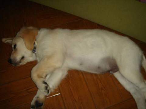 El perro y el descanso | Etolia Etología veterinaria